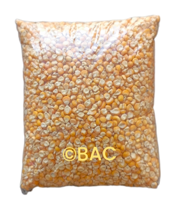 Maïs P3 Kollo - AgShop