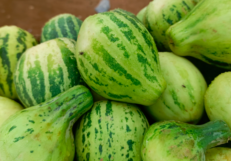 Semences de Gourgi - AgShop